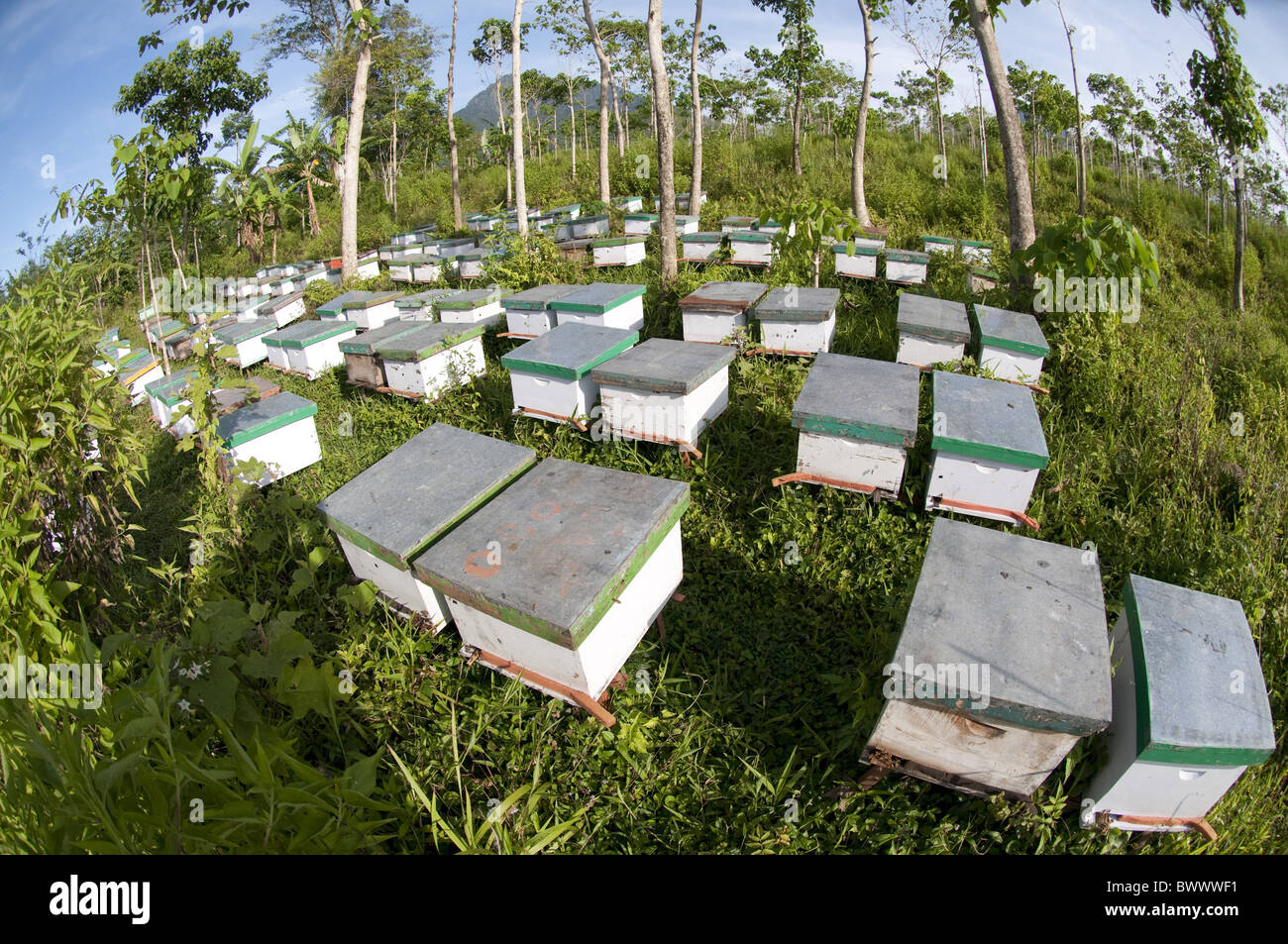 BBee Hive Man Net Harvest Honey Local Mount Ijen Volcano Java Indonesia ...