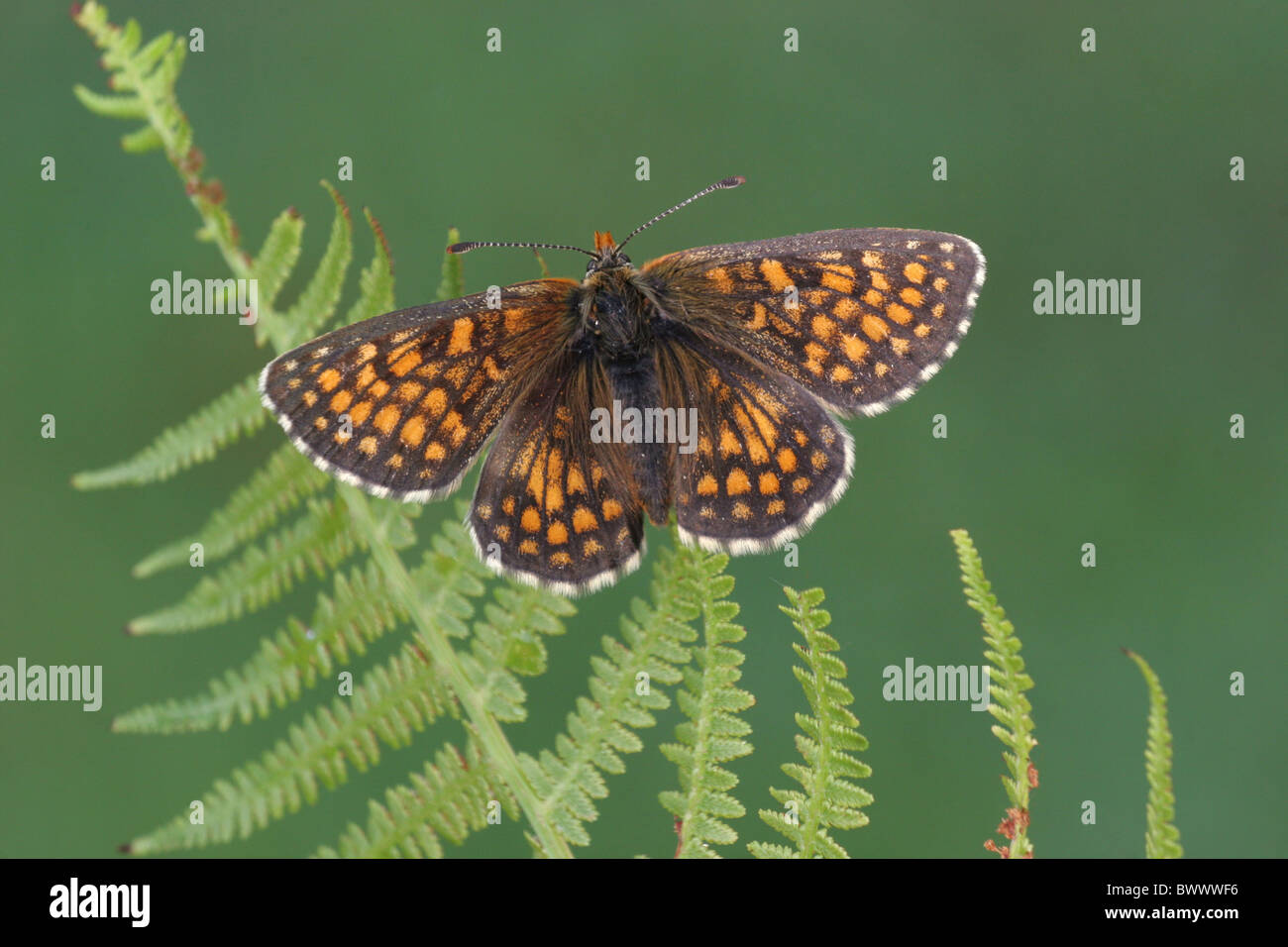 animal animals butterfly butterflies insect insects invertebrate ...