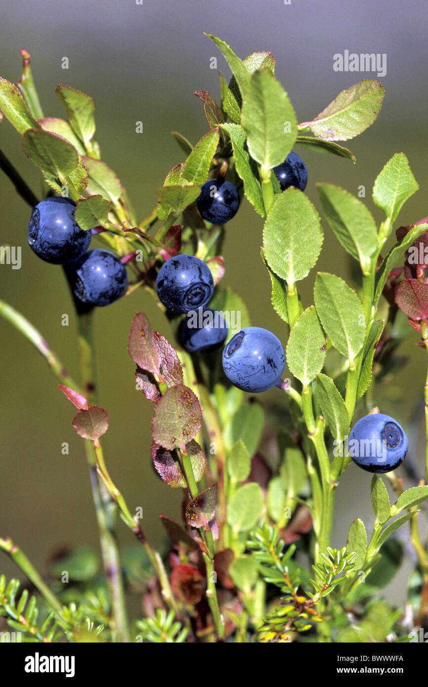 Bilberry (Vaccinium myrtillus), berries on plant Stock Photo - Alamy