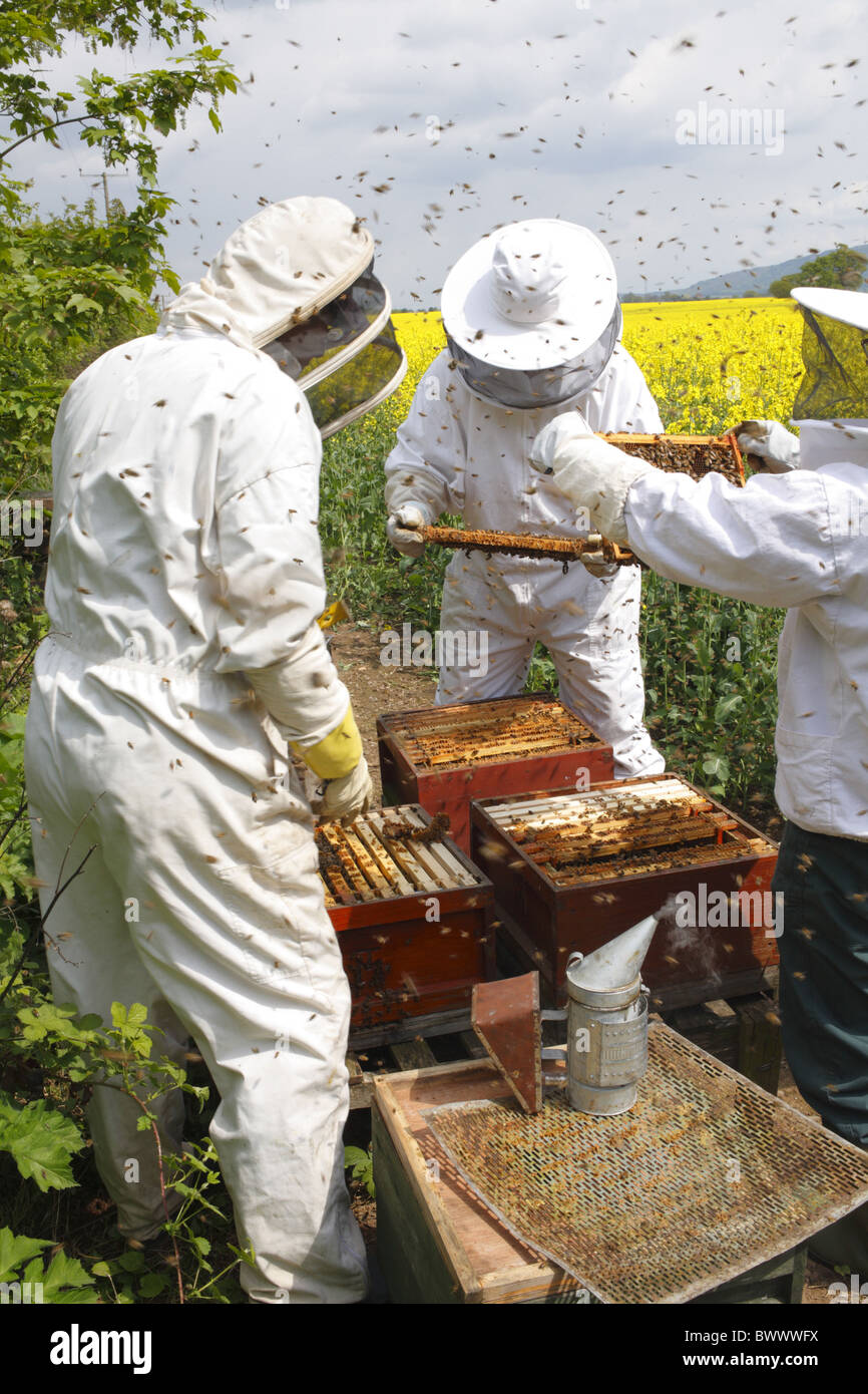 Domestic honeybees hi-res stock photography and images - Alamy