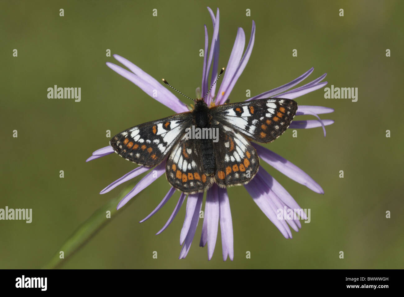 Invertebrates Butterfly