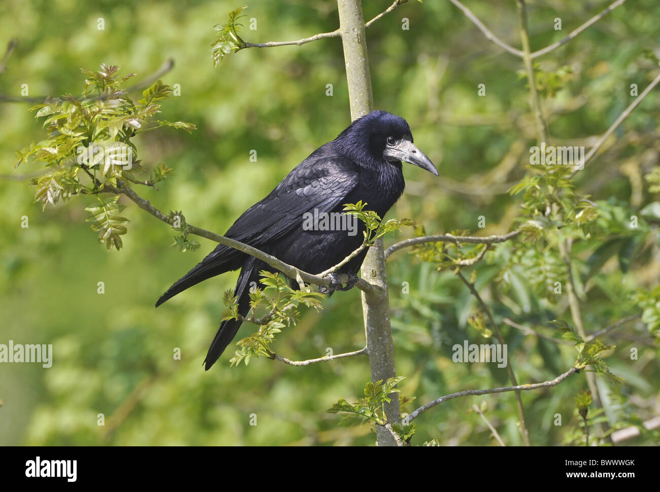 Rook (Corvus frugilegus) adult, perched in ash tree, West Sussex ...