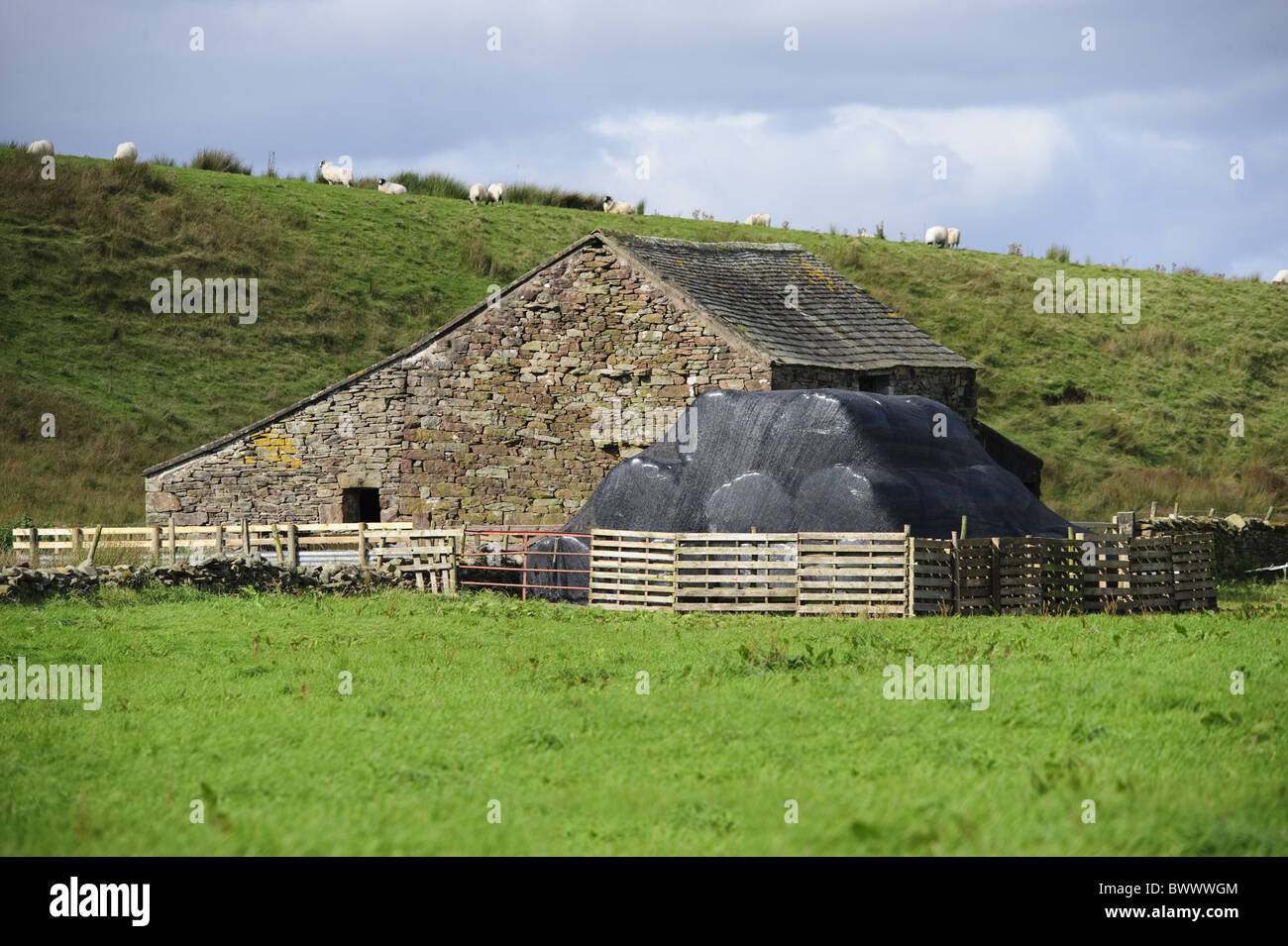 Stone barn with round bales silage covered with Stock Photo - Alamy