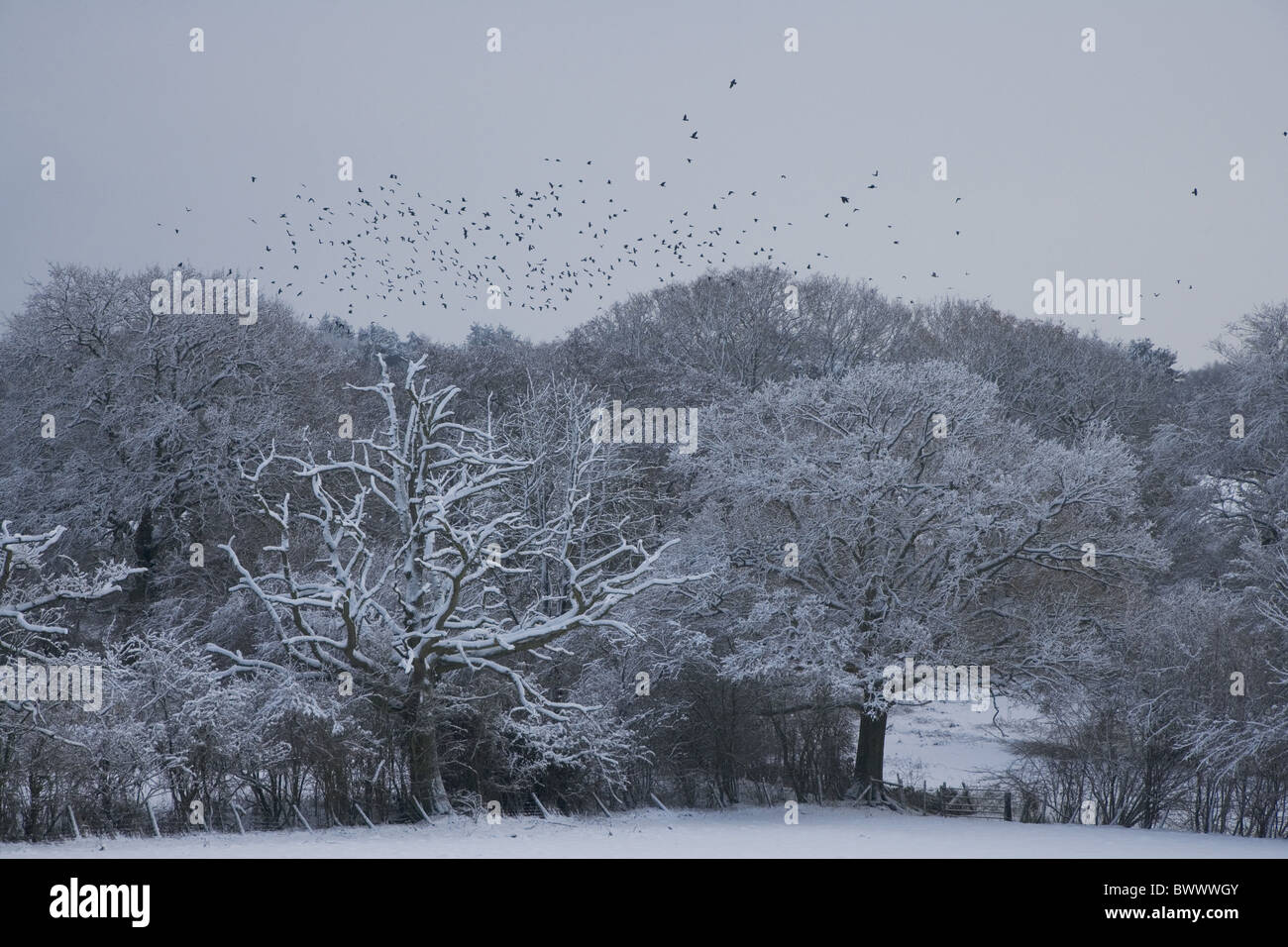 Rook (Corvus frugilegus) flock, in roosting flight over snow covered ...