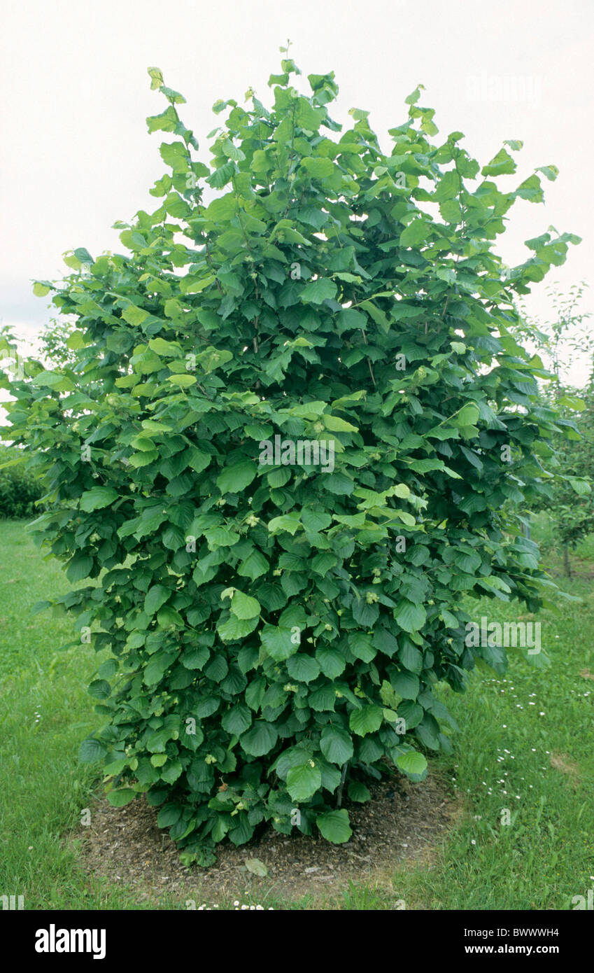 Common Hazel, Cobnut (Corylus avellana), bush Stock Photo - Alamy