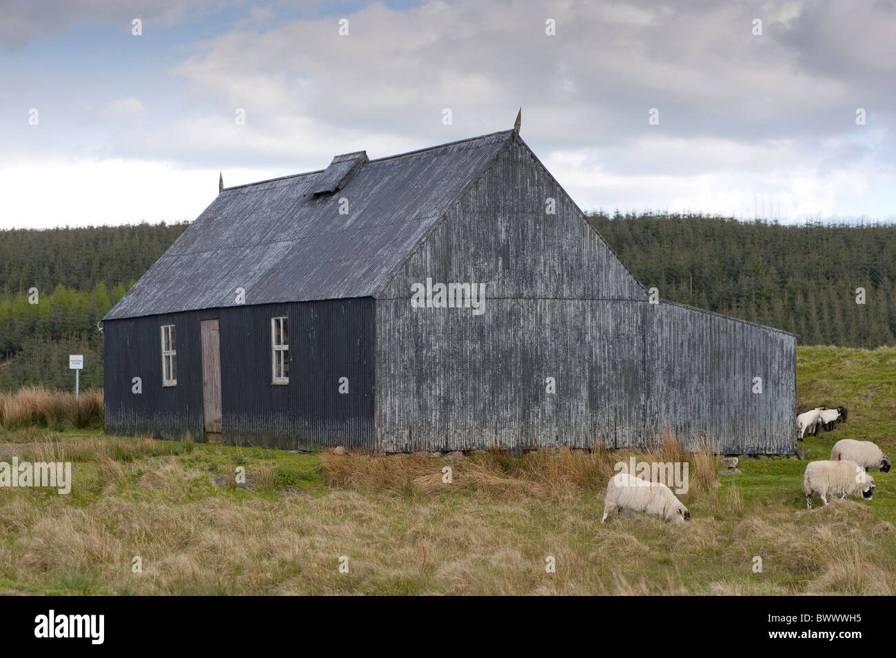 Corrugated metal building with Domestic Sheep Stock Photo - Alamy