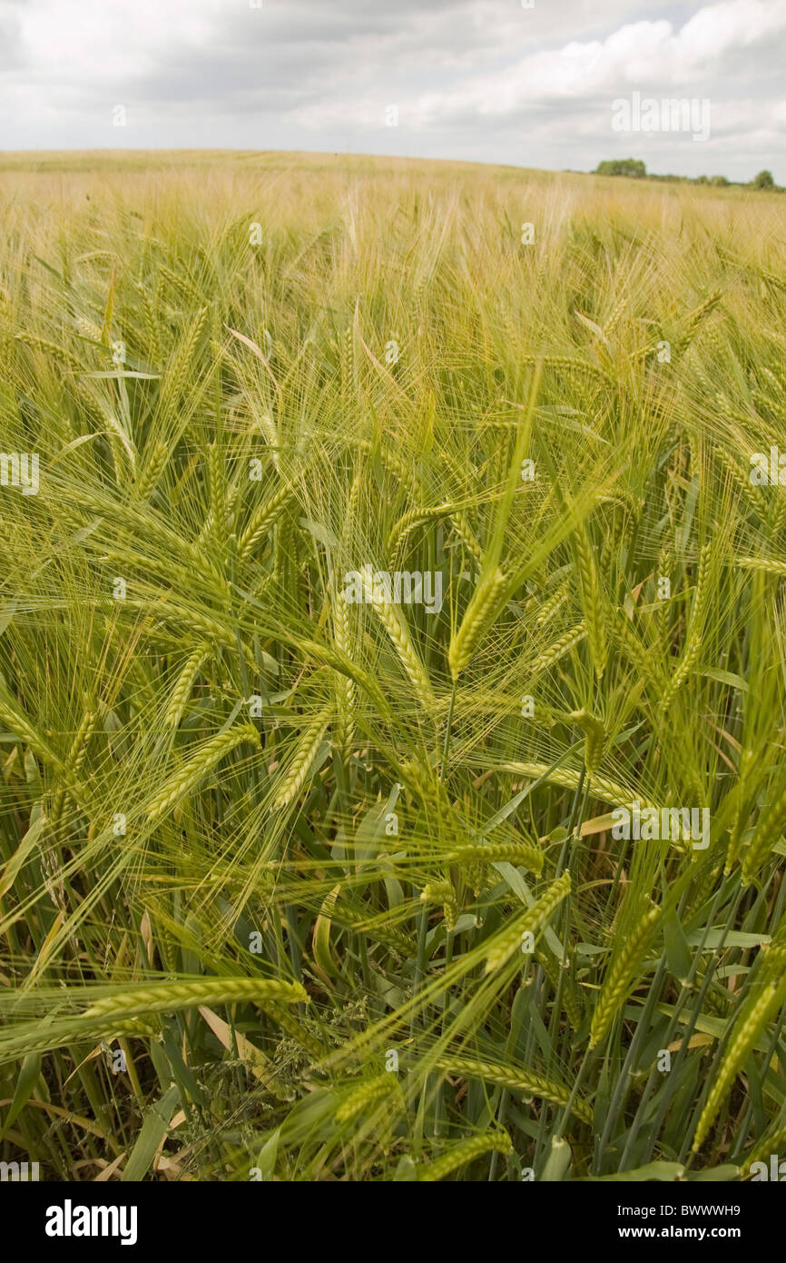 Ear cropping hi-res stock photography and images - Alamy