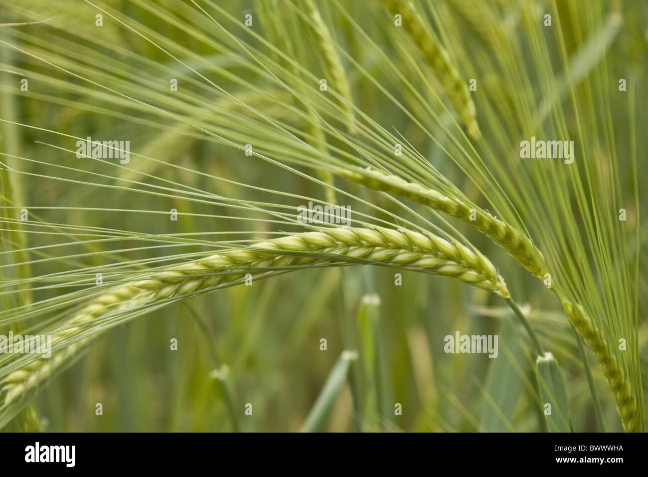 Close Close up Macro Poaceae Barley Ear Ears Farm Farms Farming ...