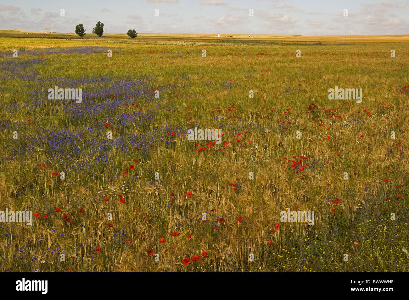 farm farms farming crop crops barley cereal cereals grain grains ...