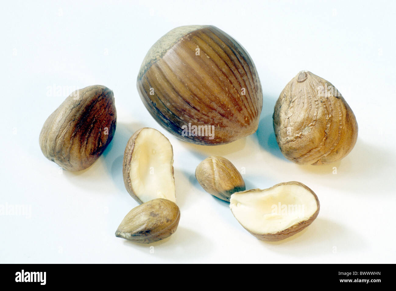 Hazelnut (Corylus avellana), nuts, studio picture Stock Photo - Alamy