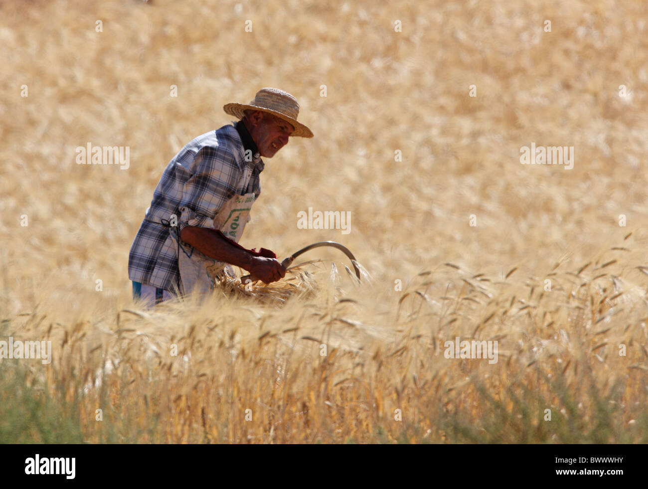 farm farms farming crop crops barley cereal cereals grain grains ...