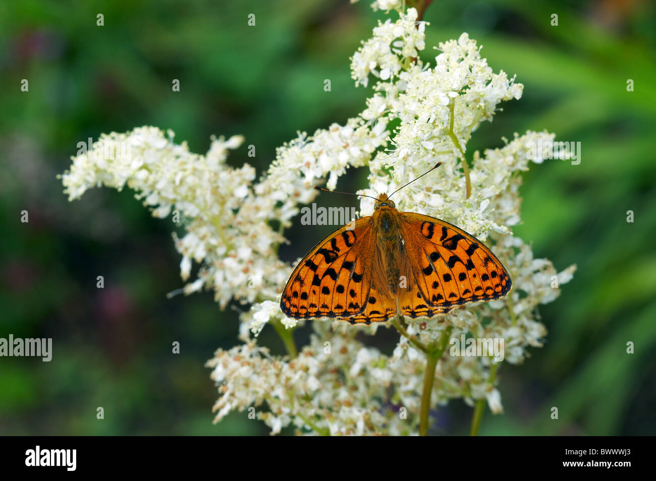 animal animals butterfly butterflies insect insects invertebrate ...