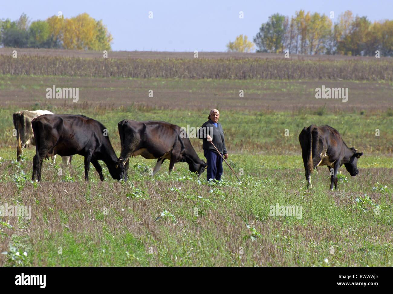 Balchik Bulgaria cattle cows dairy herder. farm farms farming cattle ...
