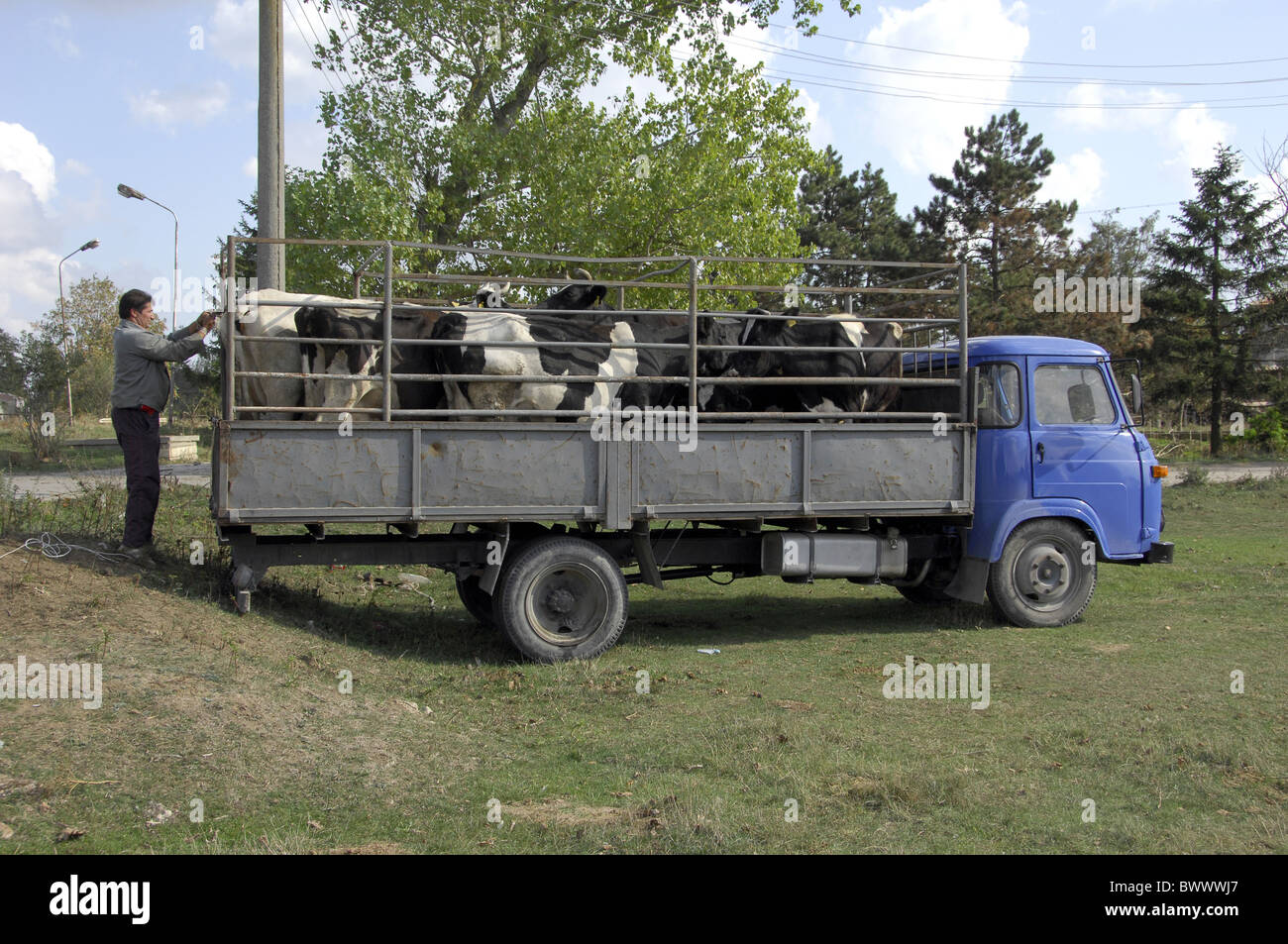 Dairy cattle lorry Sokolovo Bulgaria. farm farms farming cattle cow ...