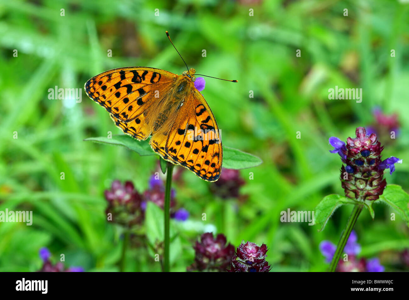 animal animals butterfly butterflies insect insects invertebrate ...
