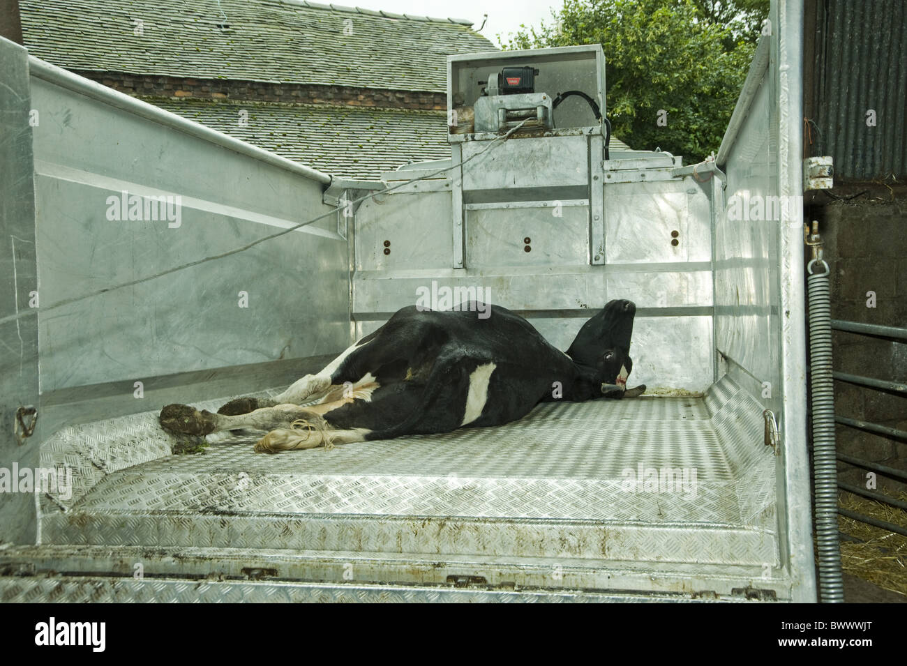 Cattle farming dead cow loaded trailer for Stock Photo - Alamy