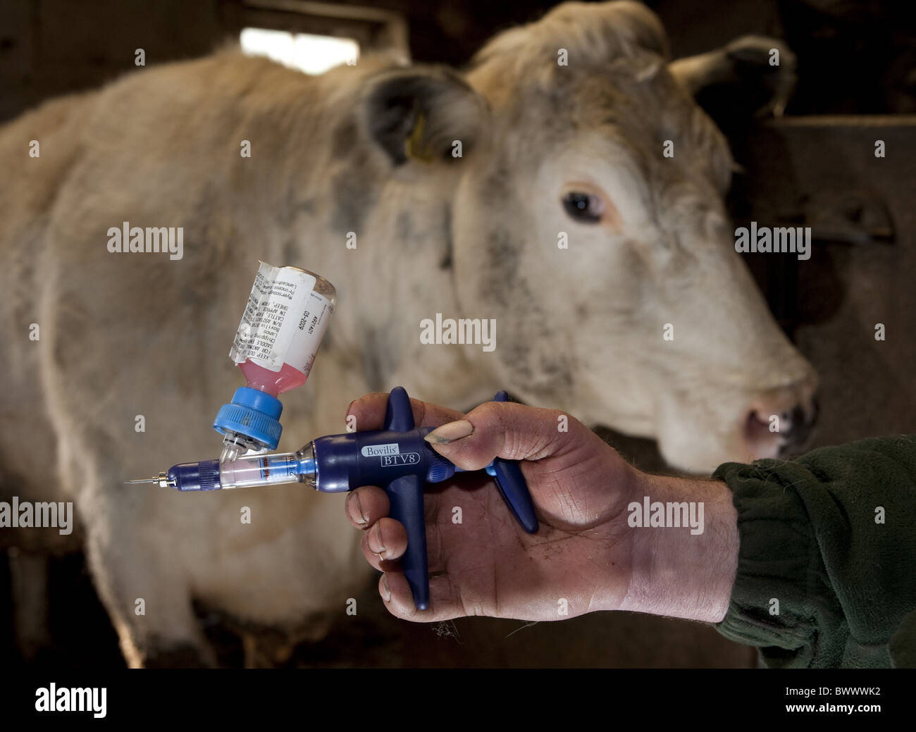 Cattle farming, farmer with syringe, Bovilis BTV8 inactivated vaccine ...