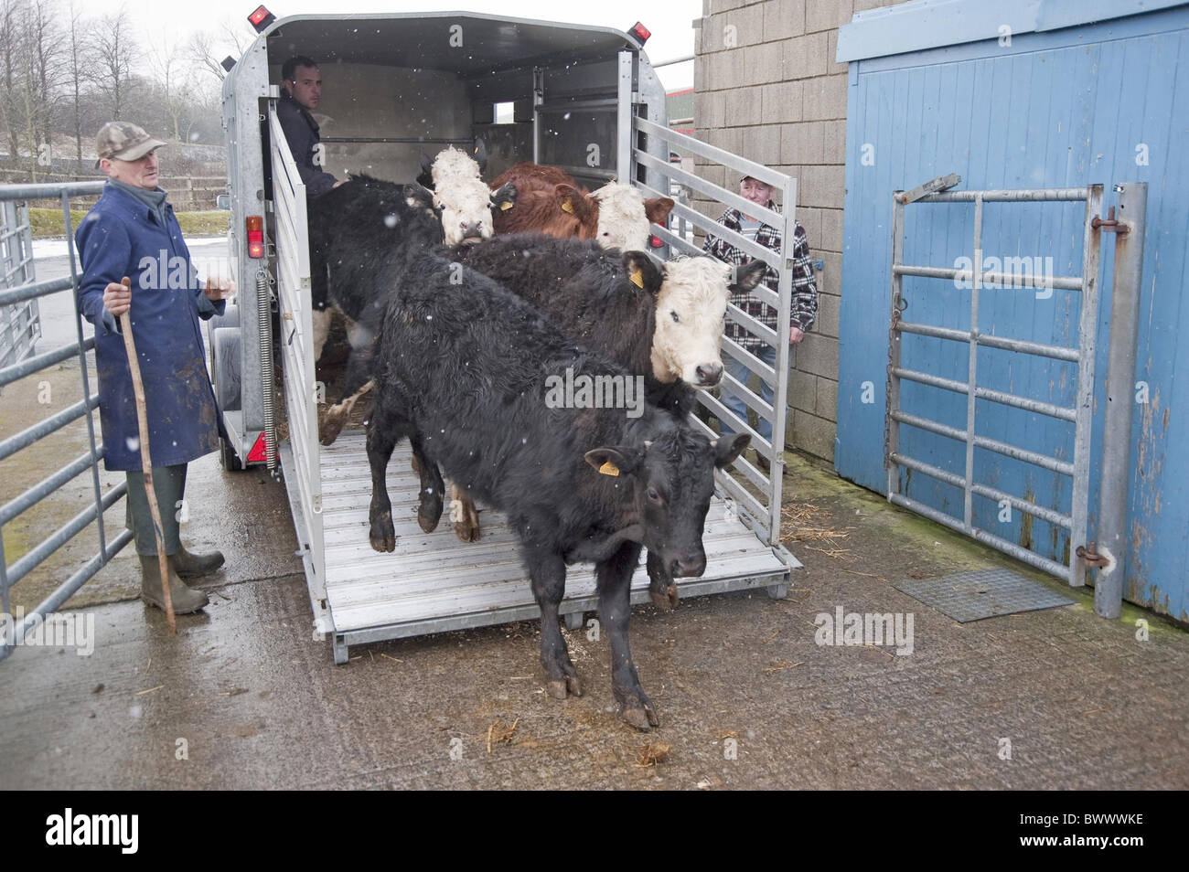 Cattle market, hereford cross and Limousin cross cattle, being unloaded ...
