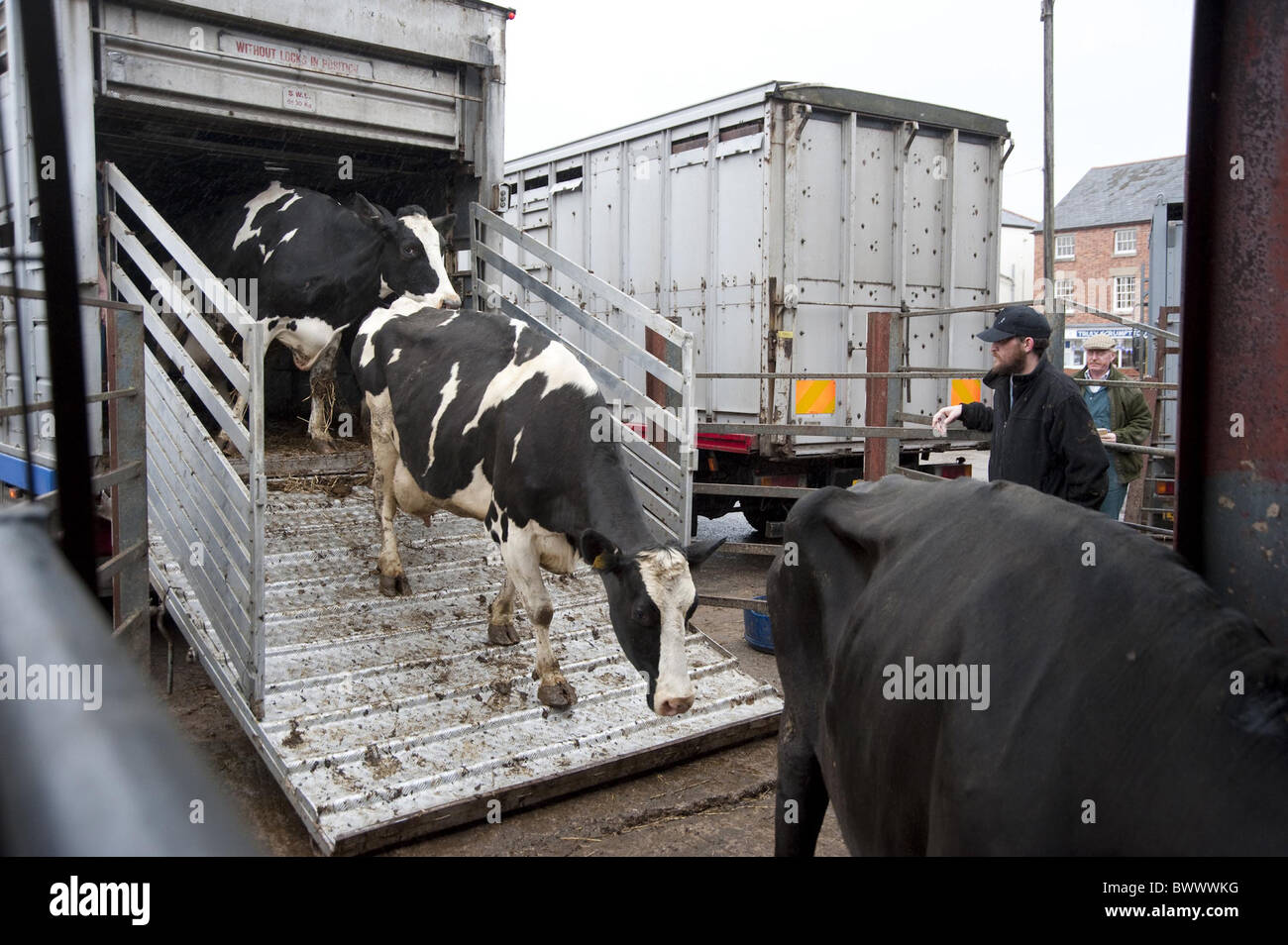 Mold beef cows lambs livestock market sale sheep farm farms farming ...