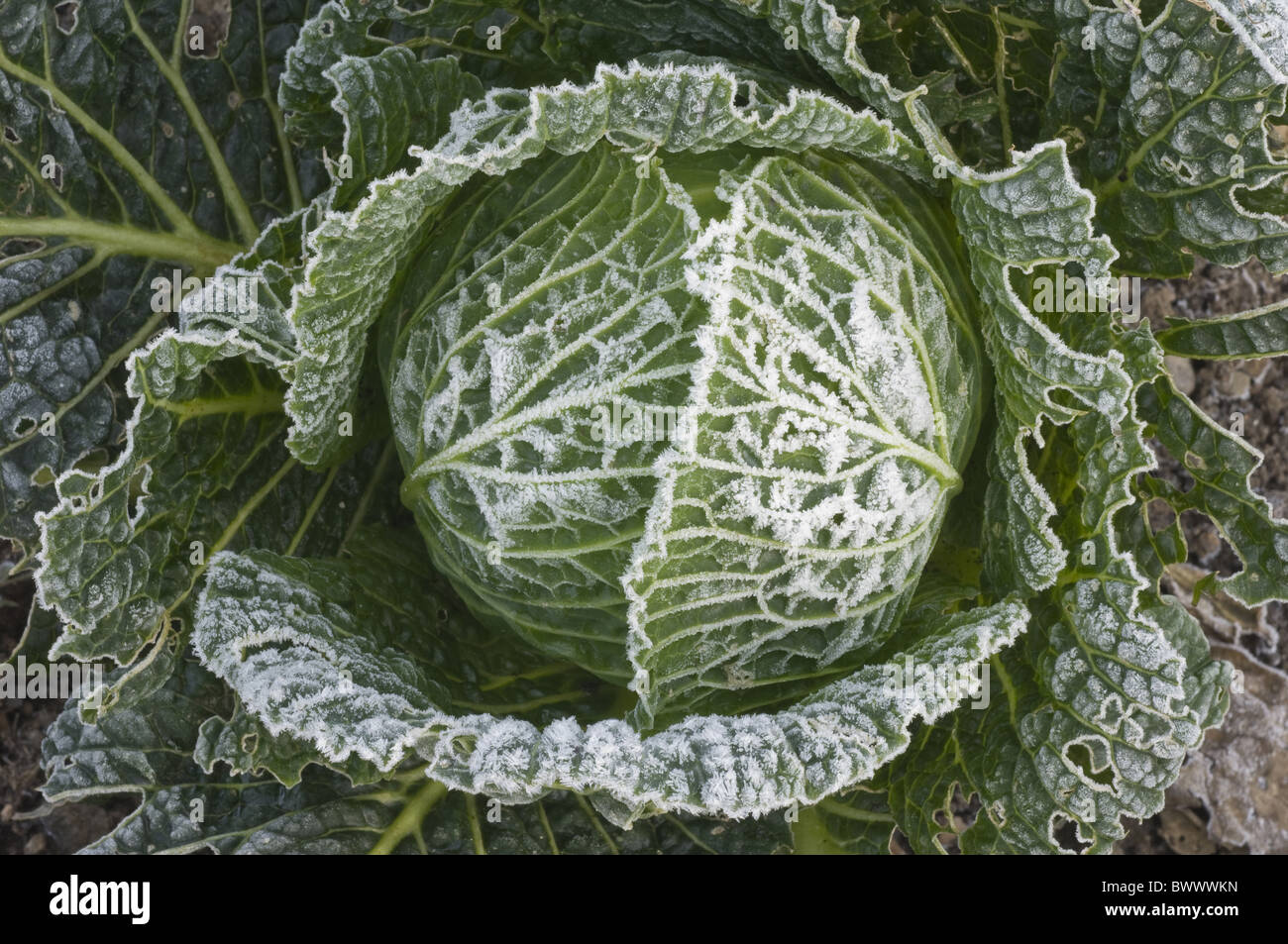 Frost vegetable winter cabbage farm farms farming crop crops cabbage ...