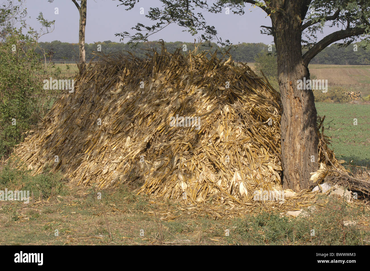 Maize feed. Bulgaria Balchik farm farms farming crop crops corn maize ...