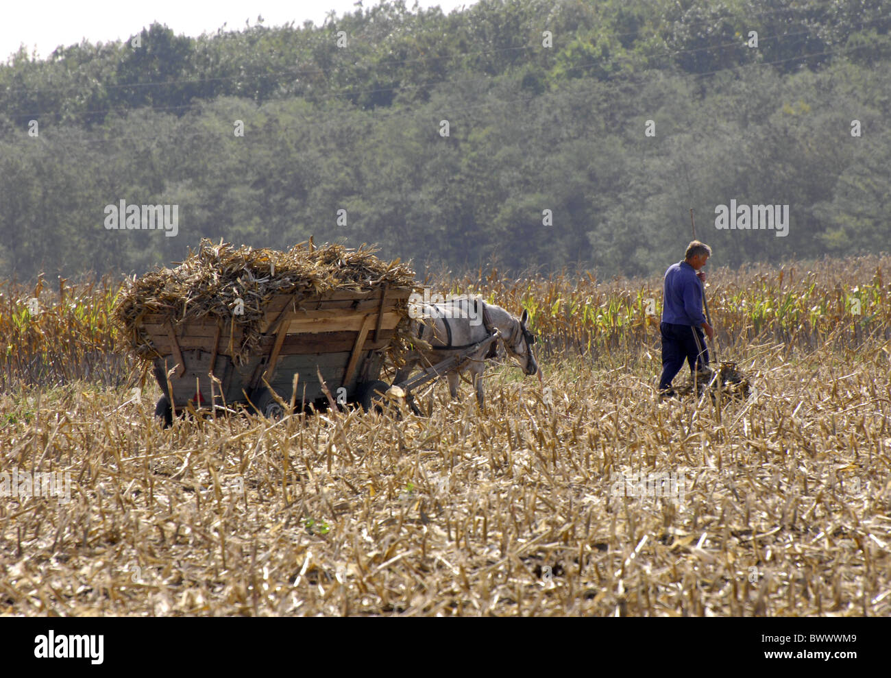 Bulgaria. Senokos cart horse Maize farm farms farming crop crops corn ...