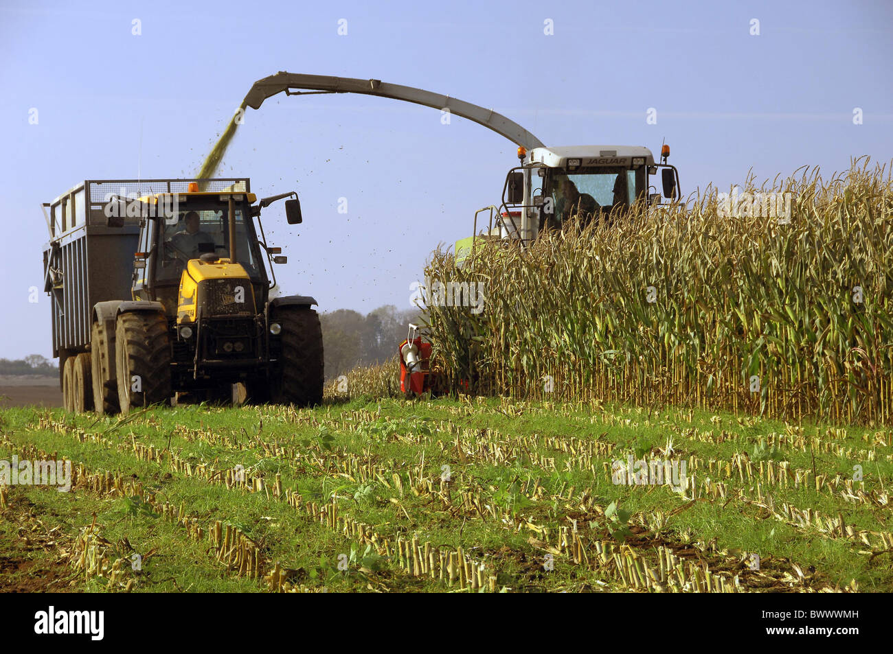 Maize (Zea mays) crop, CLAAS Jaguar forage harvester, harvesting ...