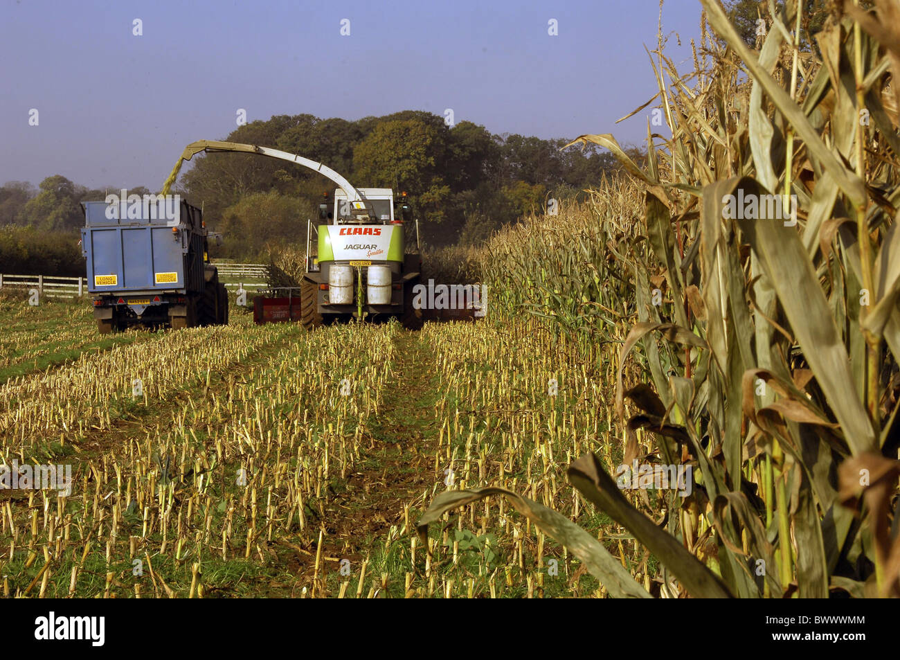 Maize (Zea mays) crop, CLAAS Jaguar forage harvester, harvesting ...