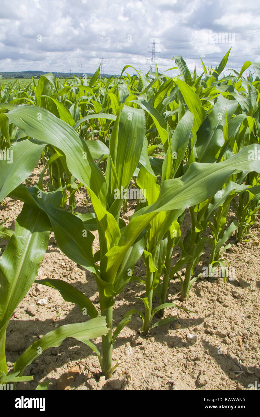 Farm Corn Crops