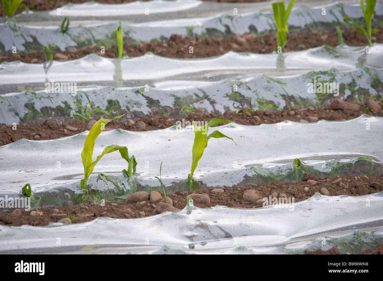 farm farms farming crop crops corn maize sweetcorn agriculture ...