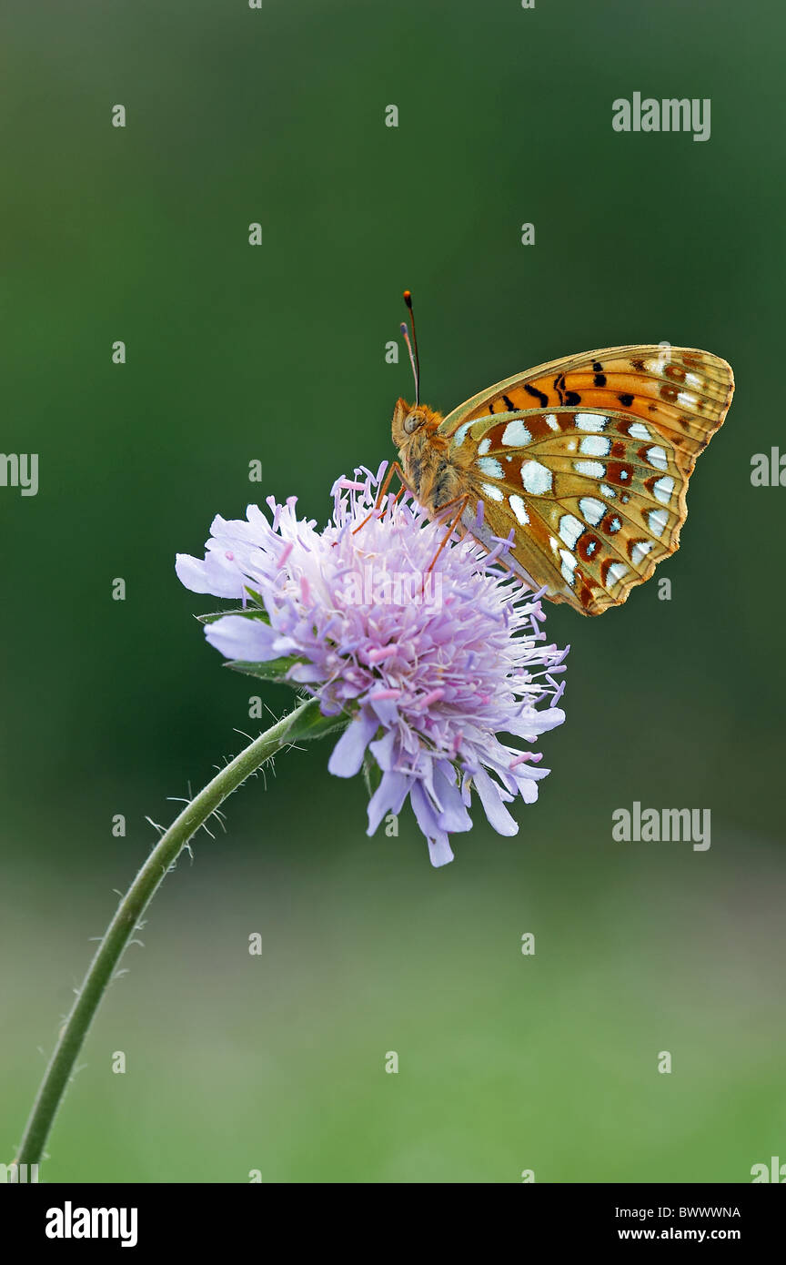 animal animals butterfly butterflies insect insects invertebrate ...