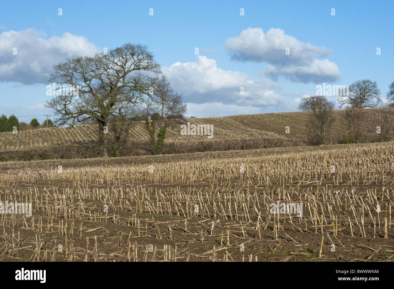 Cheshire field maize stubble winter farm farms farming crop crops corn ...