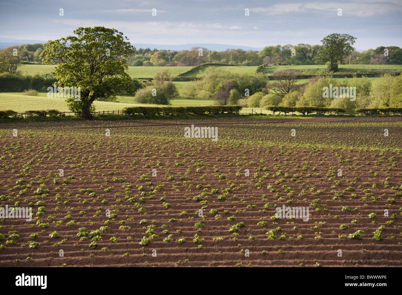 farm farms farming crop crops potato potatoes agriculture agricultures ...