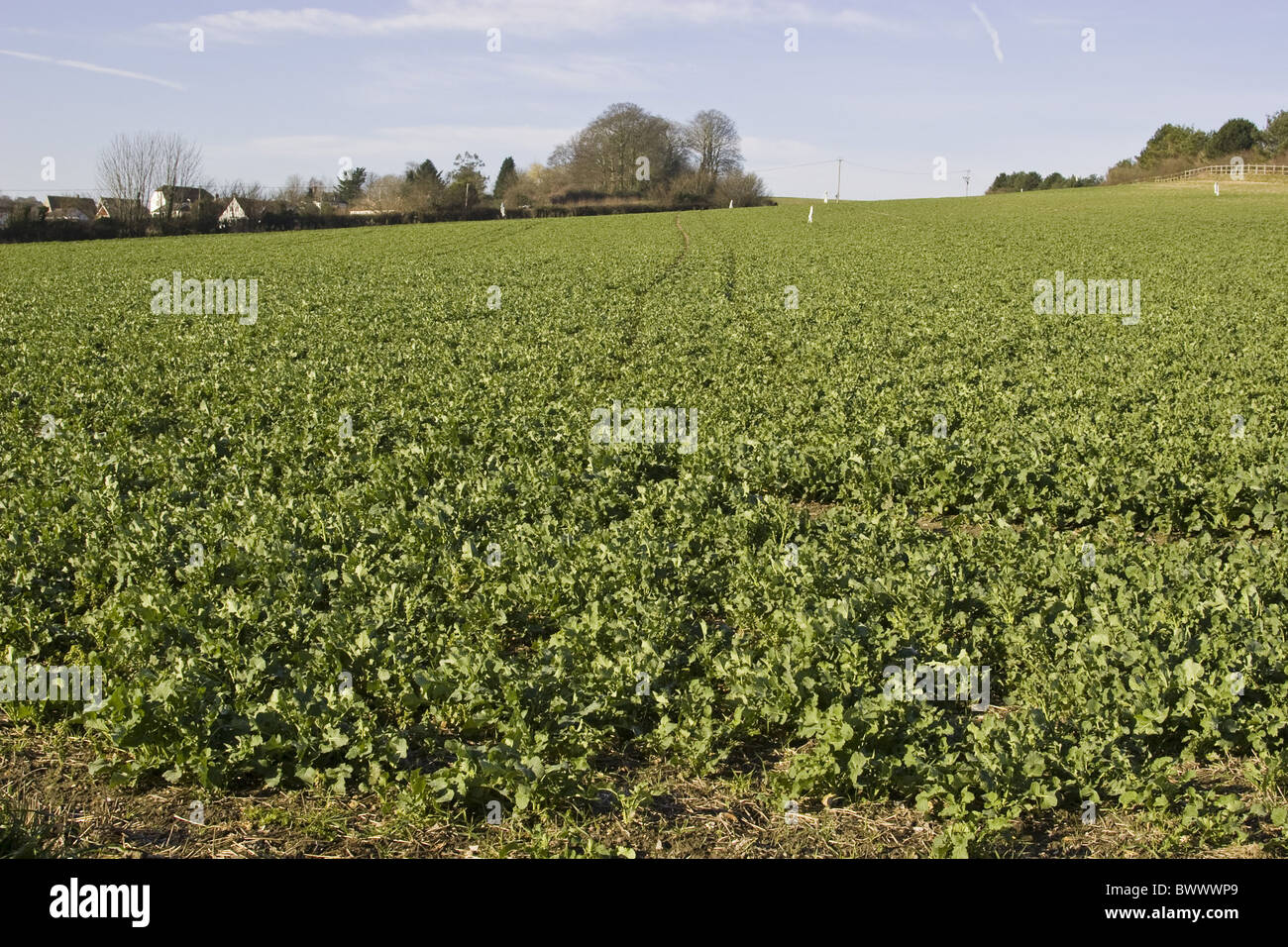 Agricultural Agriculture Agricultures British English Young Oilseed Oil ...