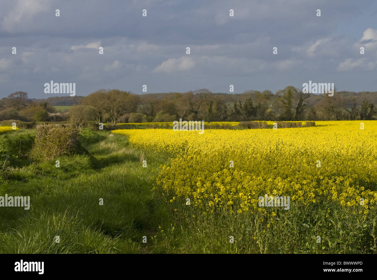 Evening Spring Oilseed Oilseeds Rape Yellow Flower Flowers Flowering ...