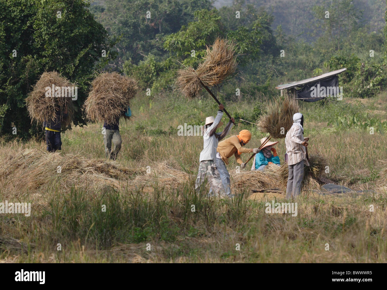 farm farms farming crop crops rice agriculture agricultures ...