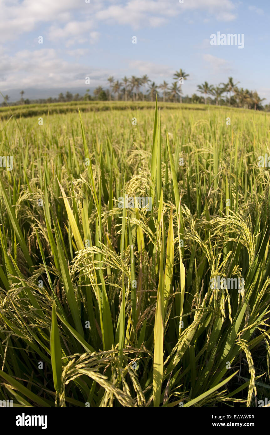 RRice Field Sheaf Paddy Mount Ijen Java Indonesia farm farms farming ...