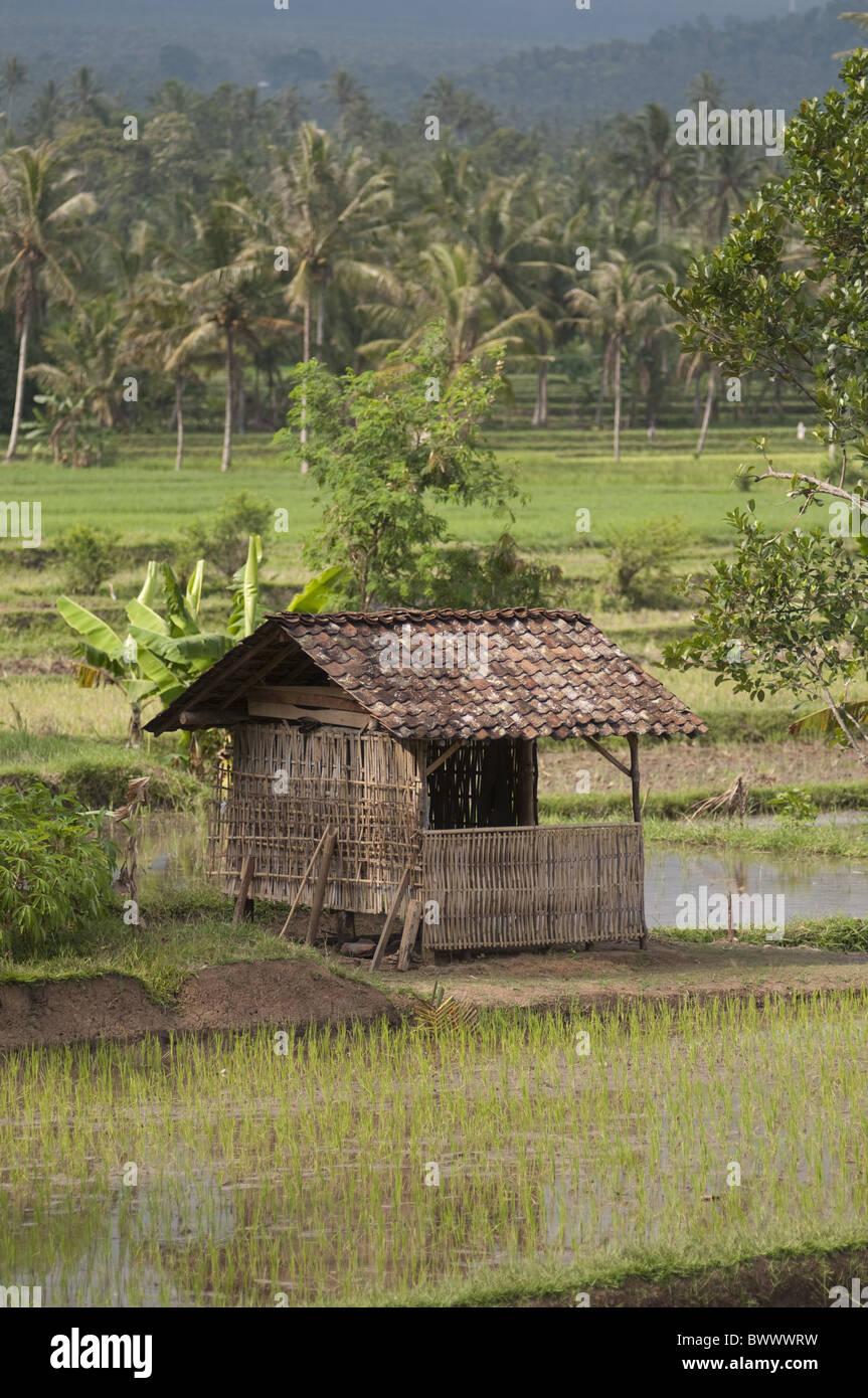 RRice Paddy Field Mount Ijen Volcano Java Indonesia farm farms farming ...