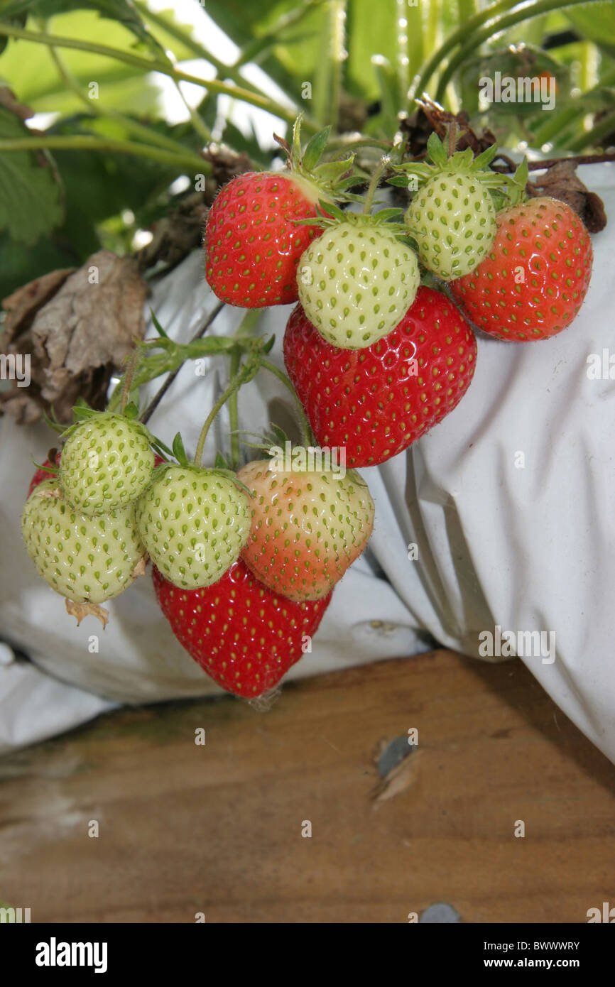 Strawberries fragaria sp hi-res stock photography and images - Alamy