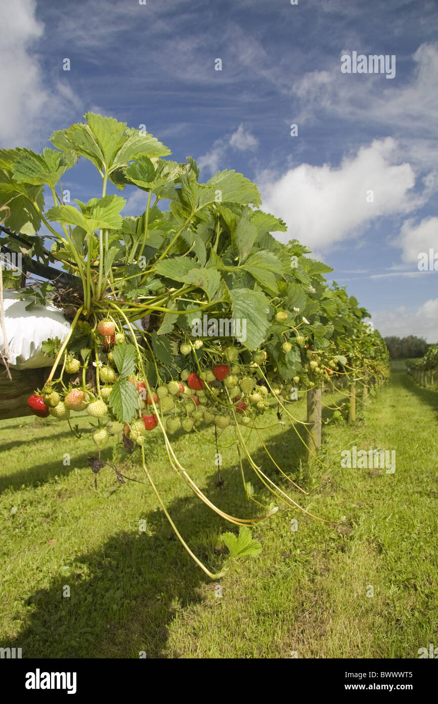 Strawberries fragaria sp hi-res stock photography and images - Alamy