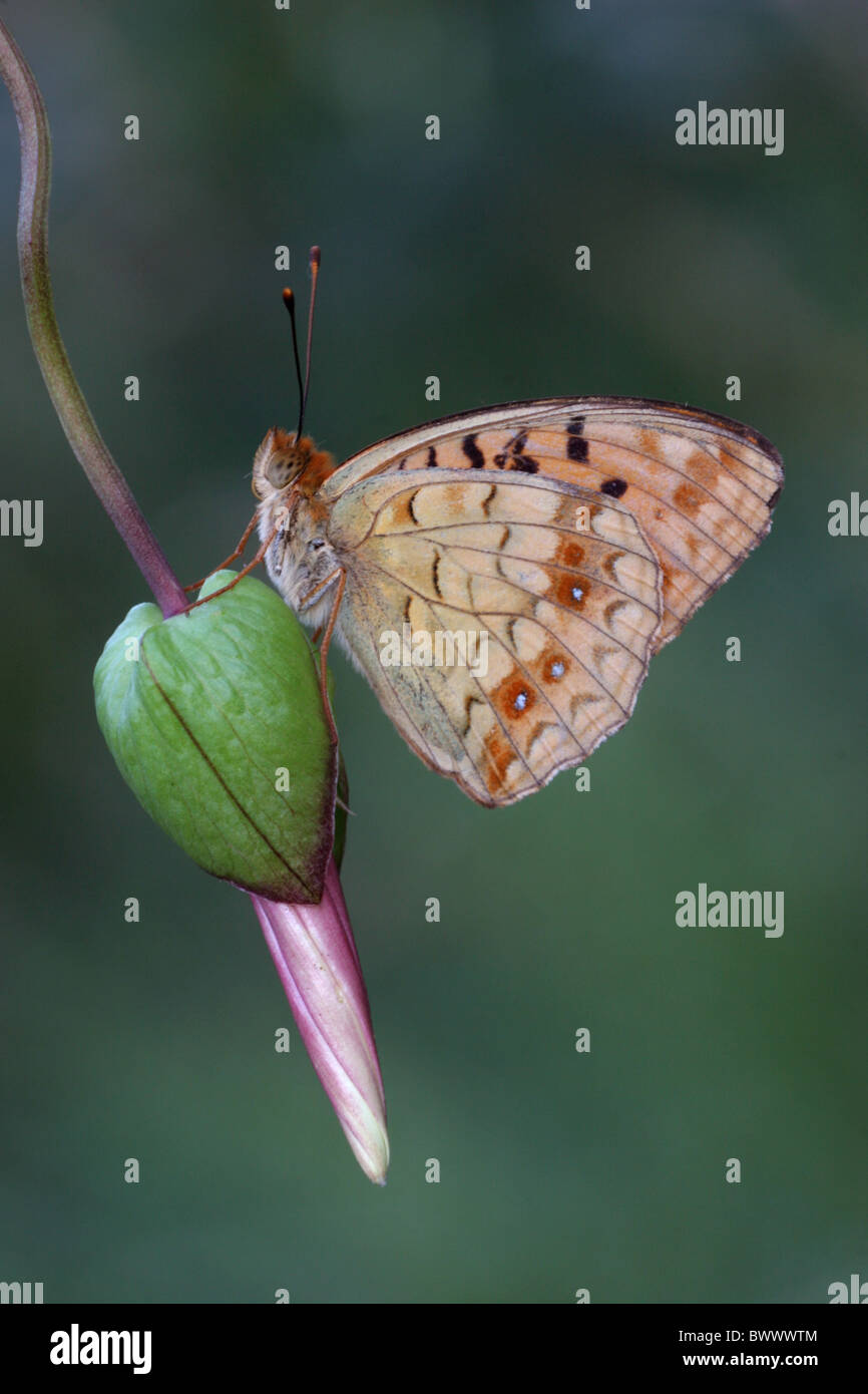 animal animals butterfly butterflies insect insects invertebrate ...