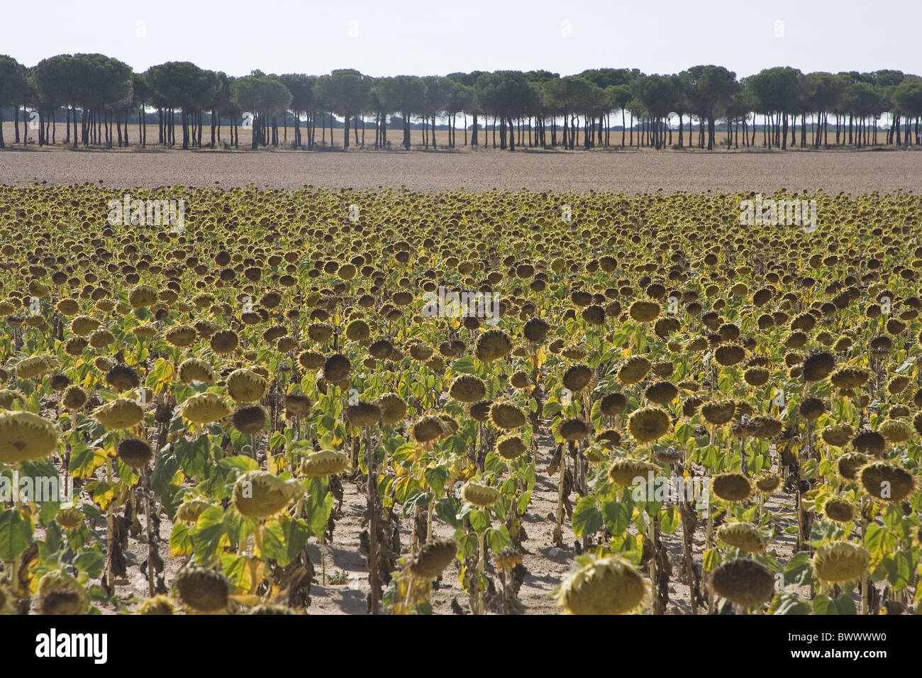 Sunflower Helianthus sp. crop field with line Stock Photo - Alamy