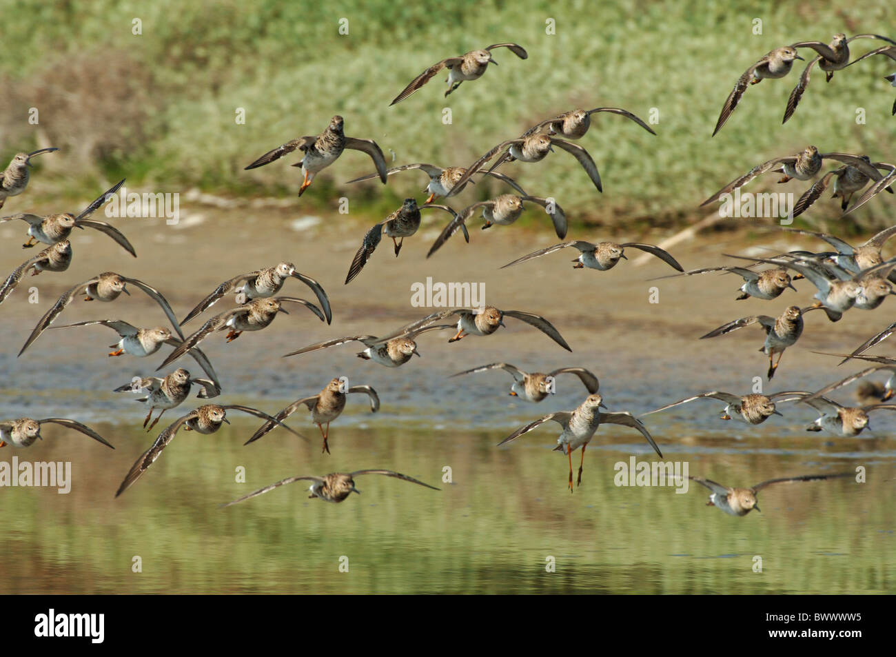 Ruff (Philomachus pugnax) flock, in flight, landing in wetland, Lesvos ...