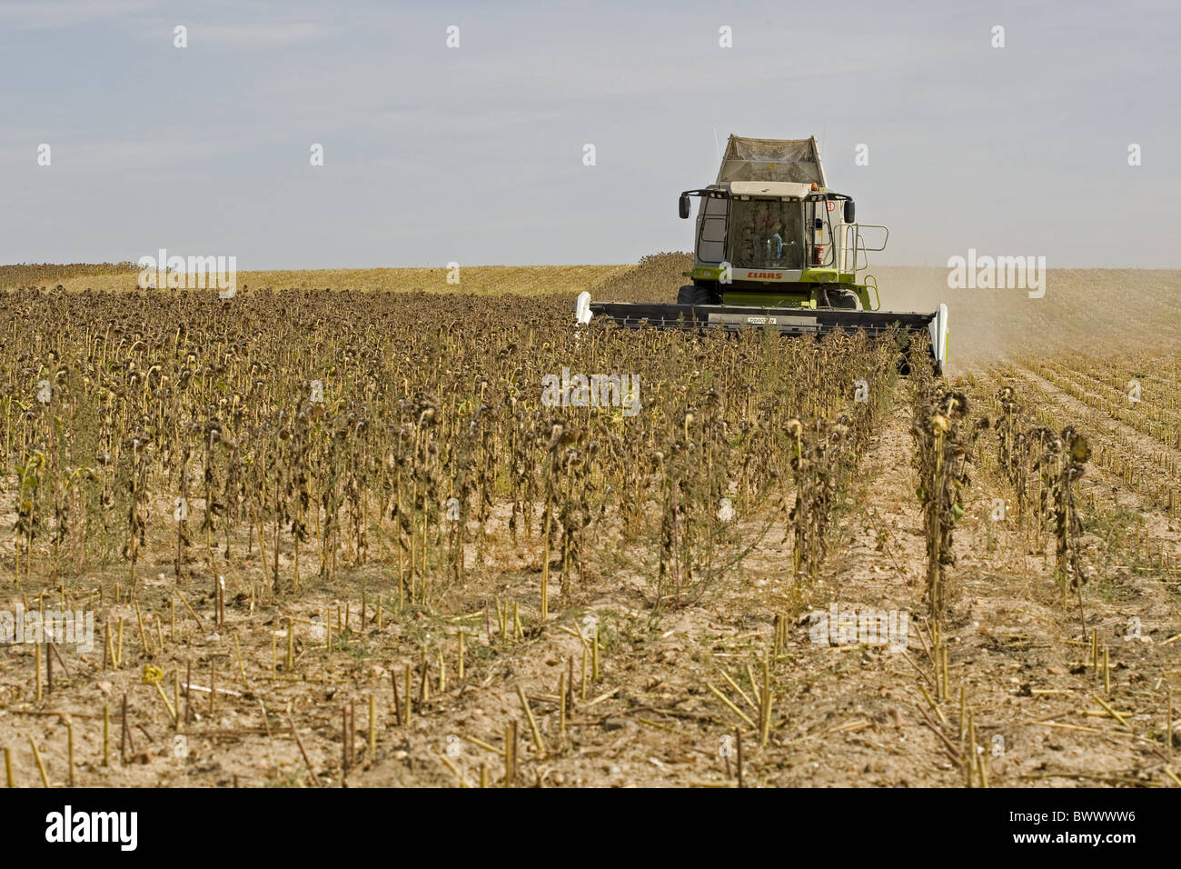 Sunflower Helianthus sp. crop with combine Stock Photo - Alamy