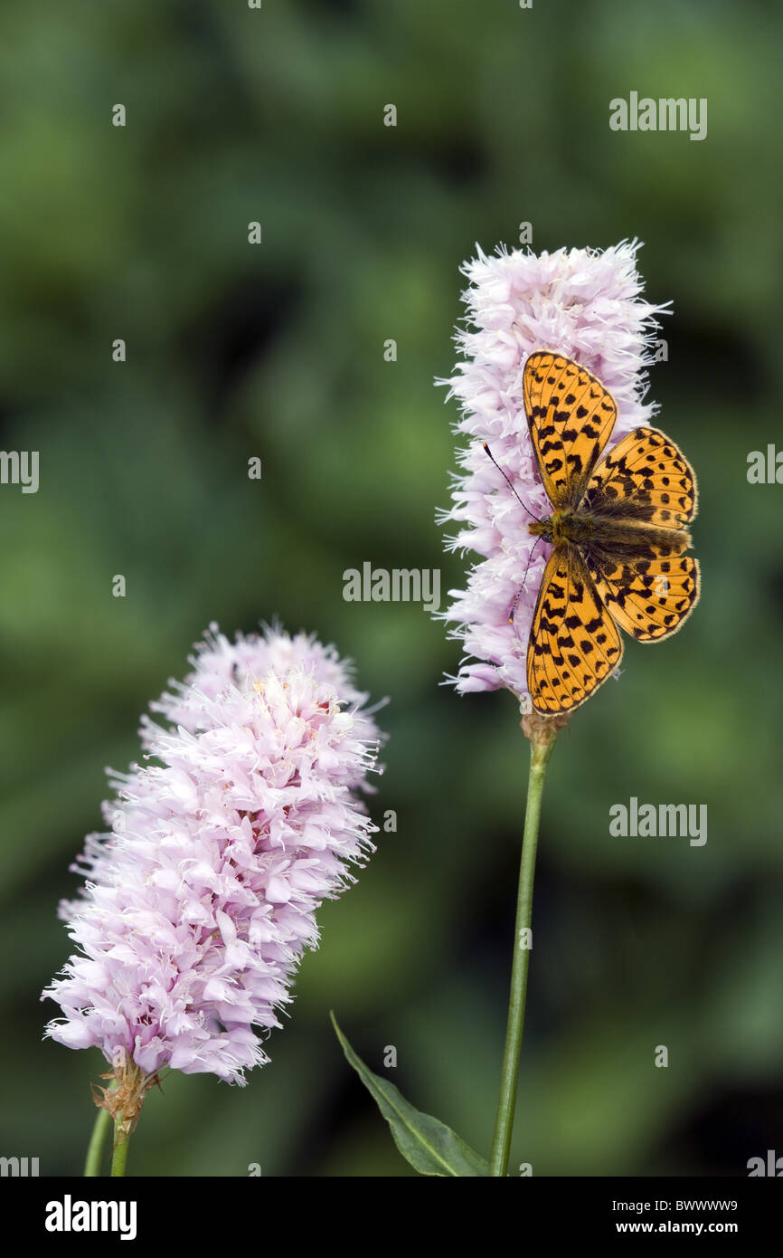 animal animals butterfly butterflies insect insects invertebrate ...