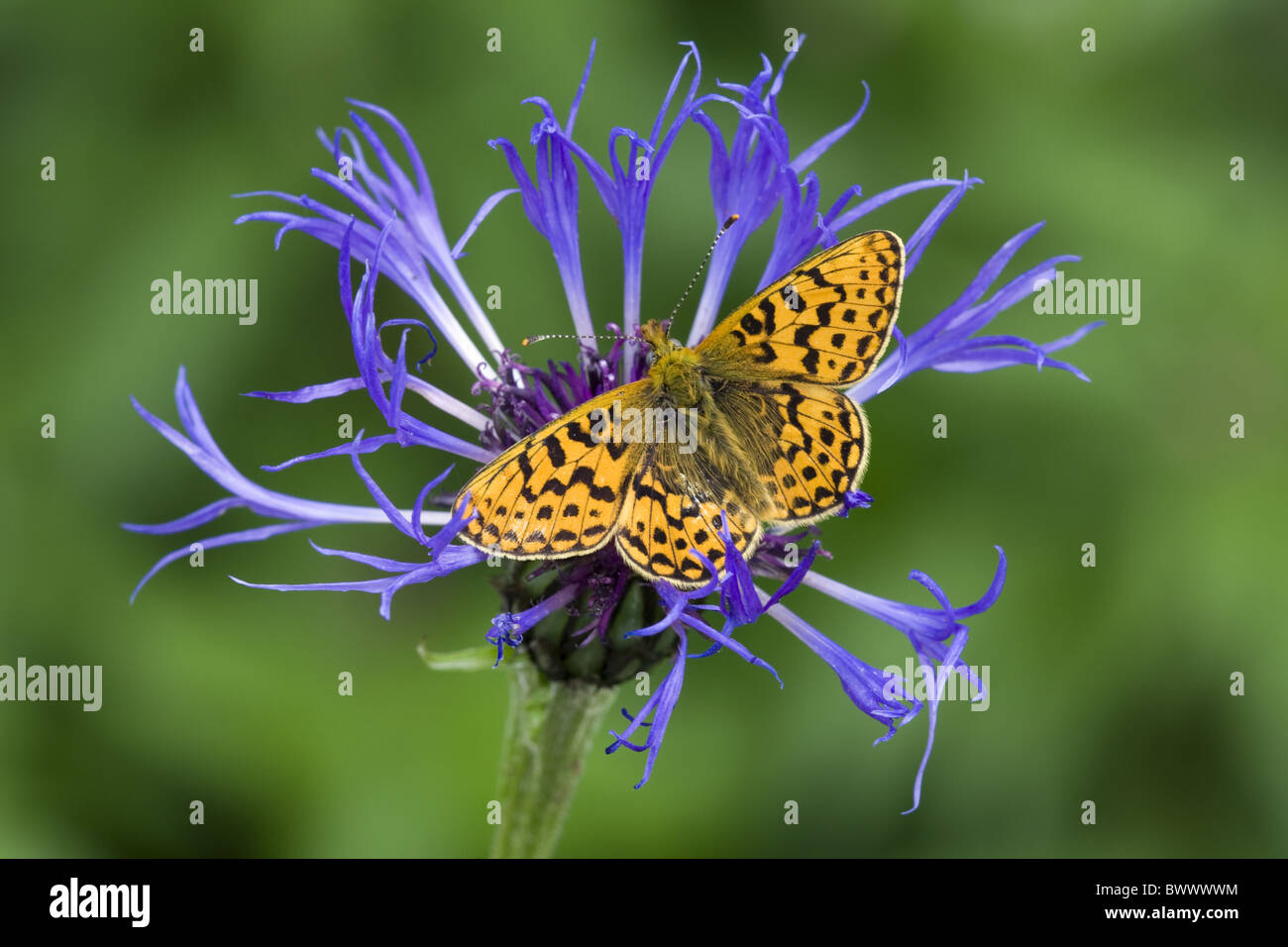 animal animals butterfly butterflies insect insects invertebrate ...