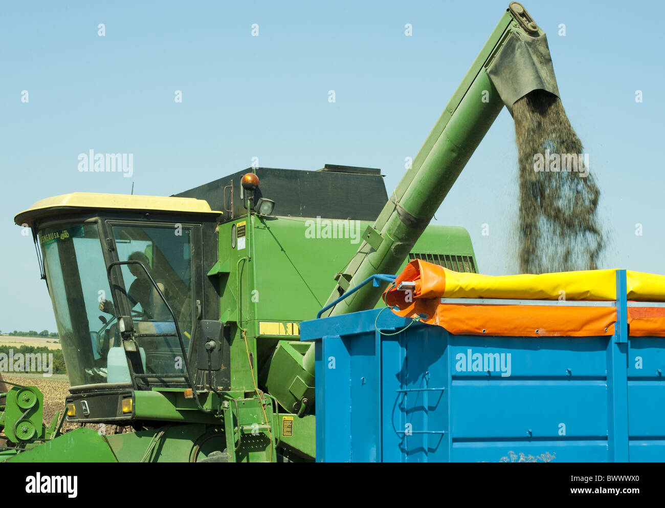 Sunflower (Helianthus sp.) crop, John Deere combine harvester unloading ...