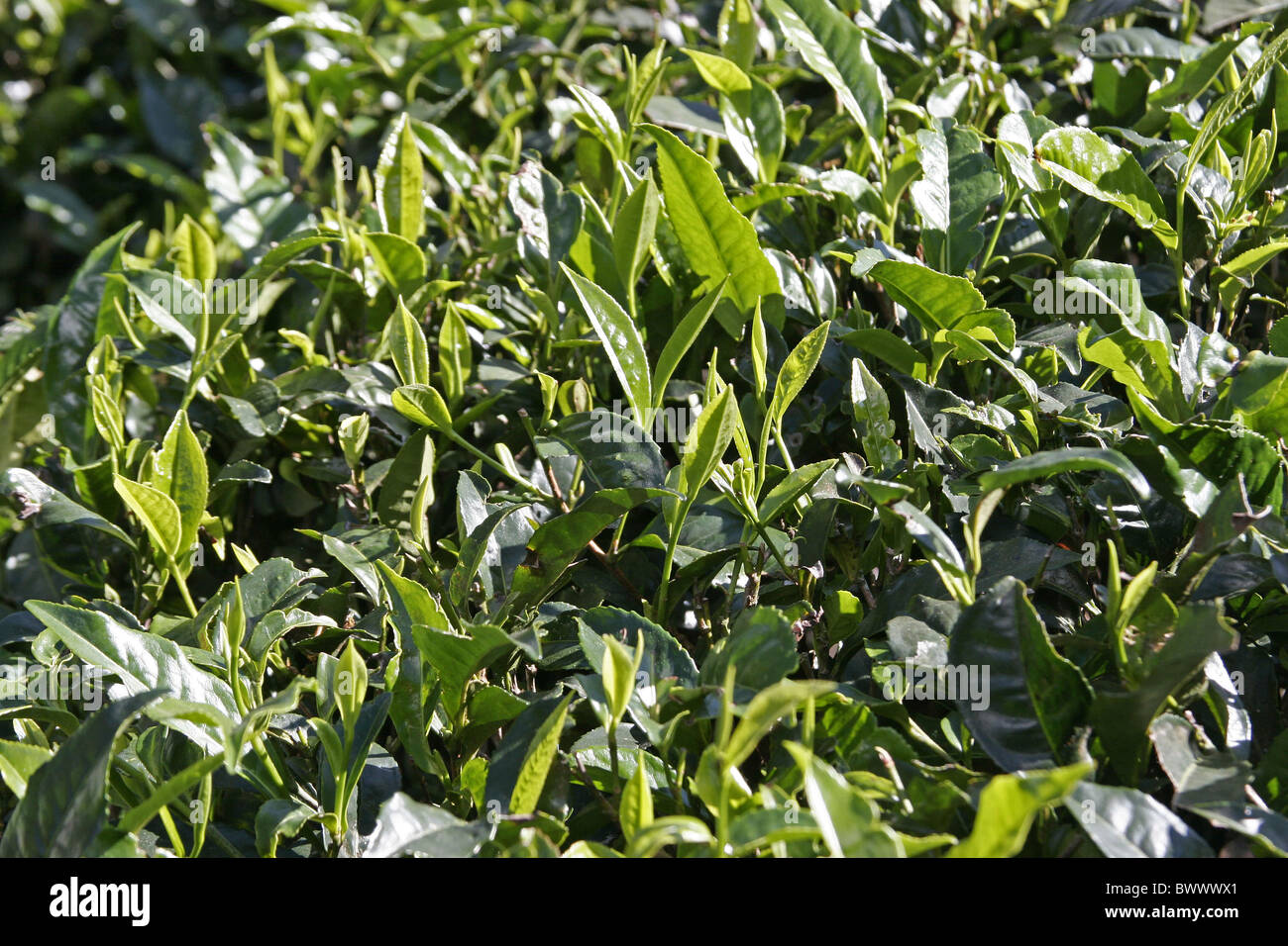 New agricultures hi-res stock photography and images - Alamy