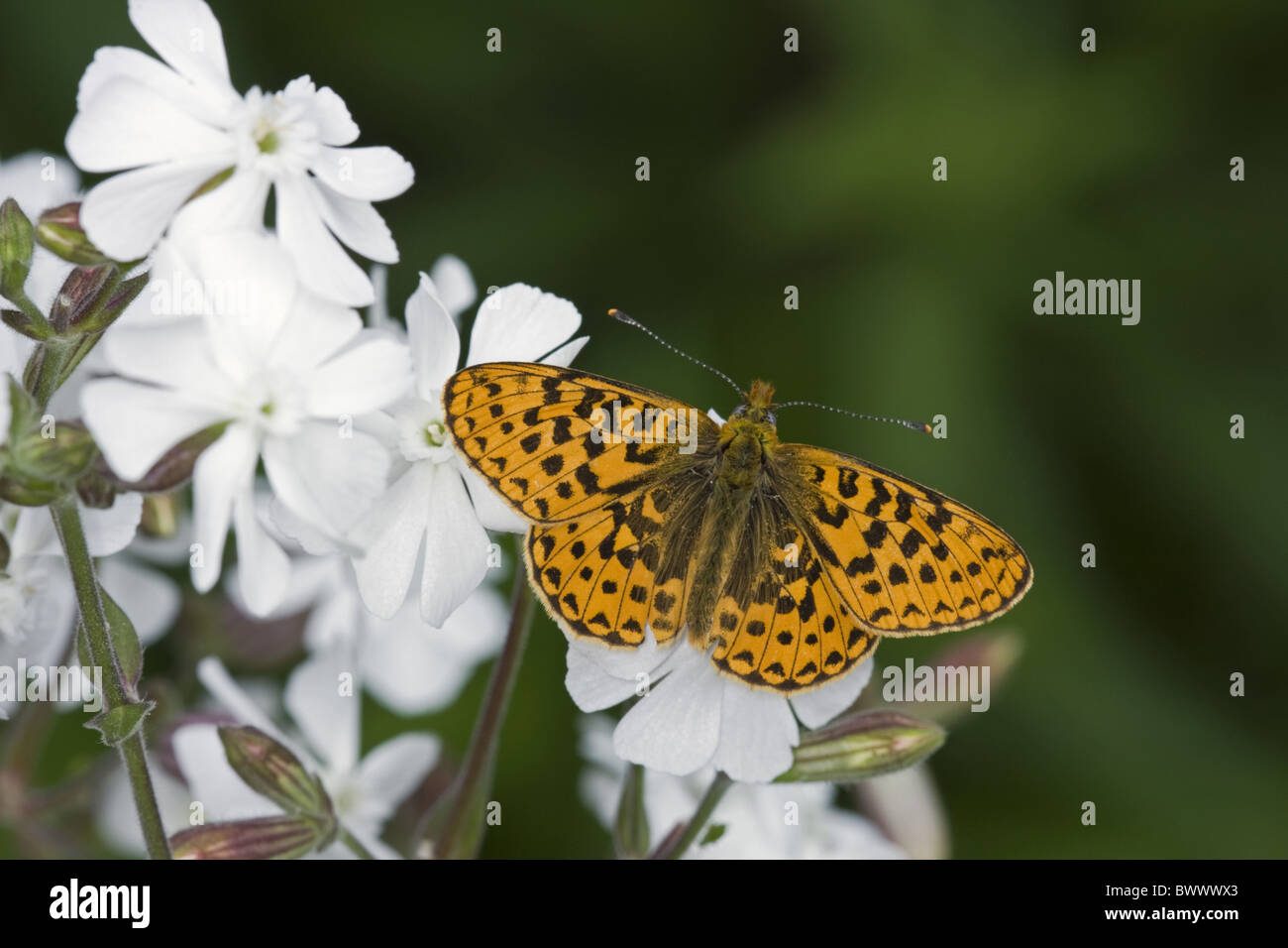 animal animals butterfly butterflies insect insects invertebrate ...