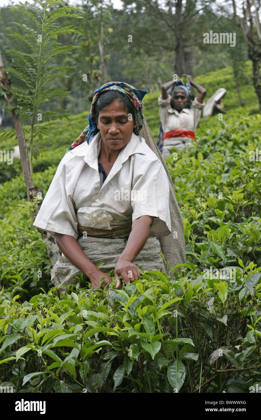 farm farms farming crop crops tea teas agriculture agricultures ...